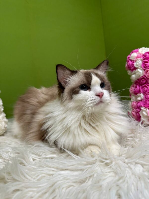 Seal Bicolor Ragdoll female 1 year old microchipped, dewormed ...