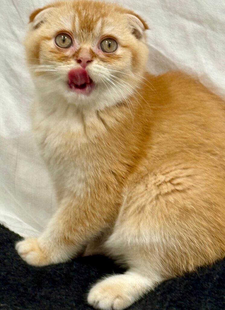 Scottish fold gold male 2,5 month old - Fancykittycat